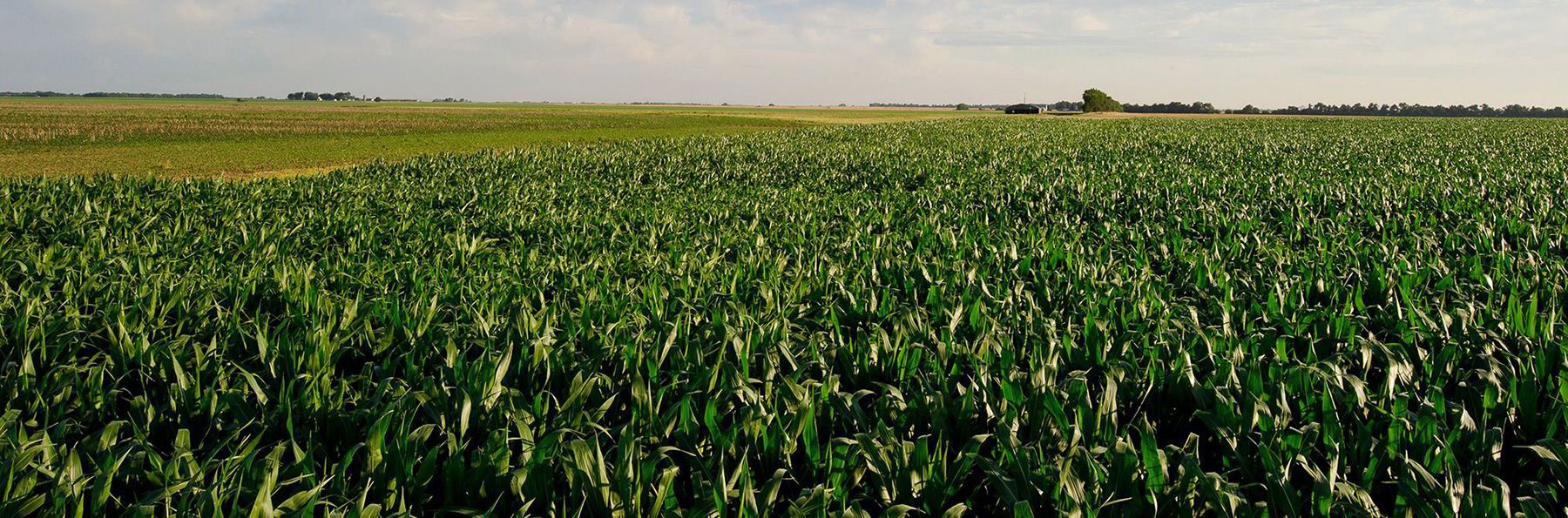 American AgCredit | Money for Agriculture