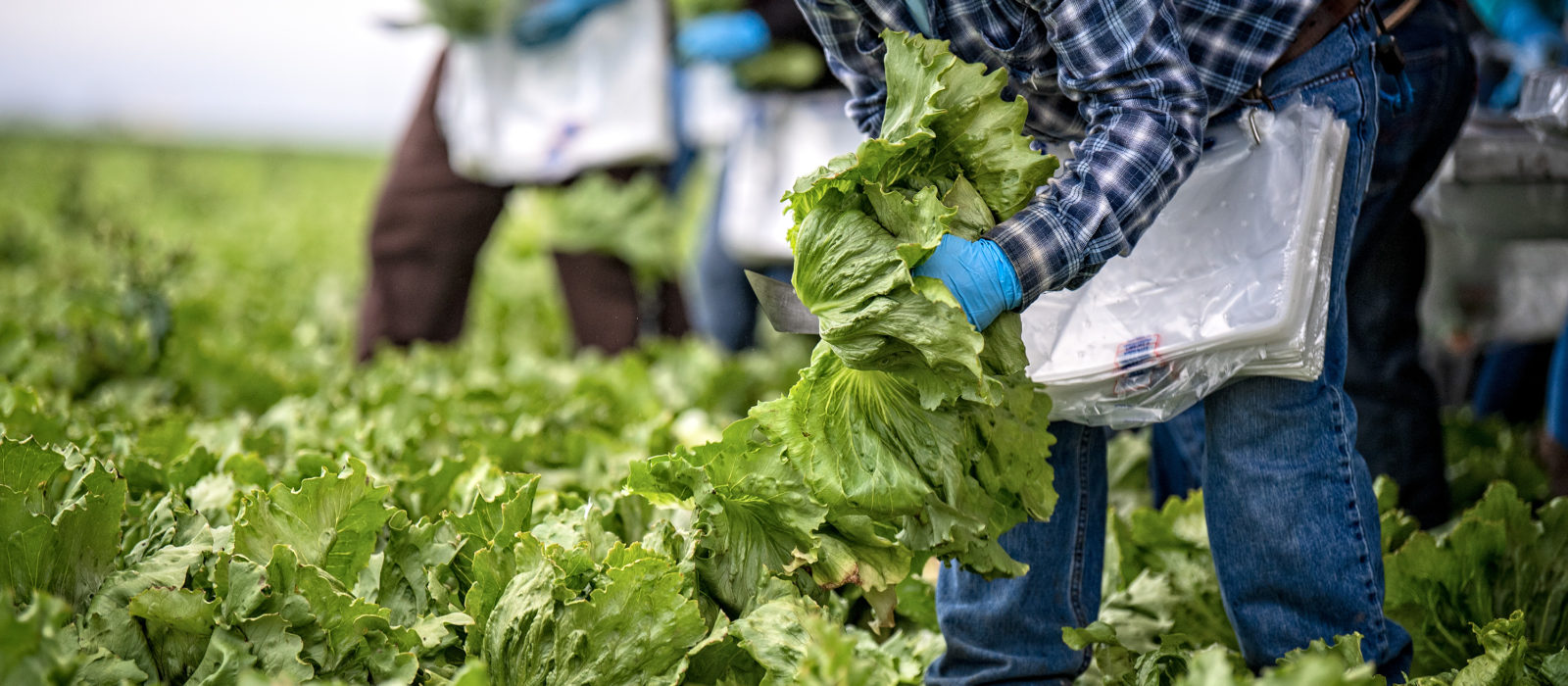 Crop Insurance Quote - American AgCredit