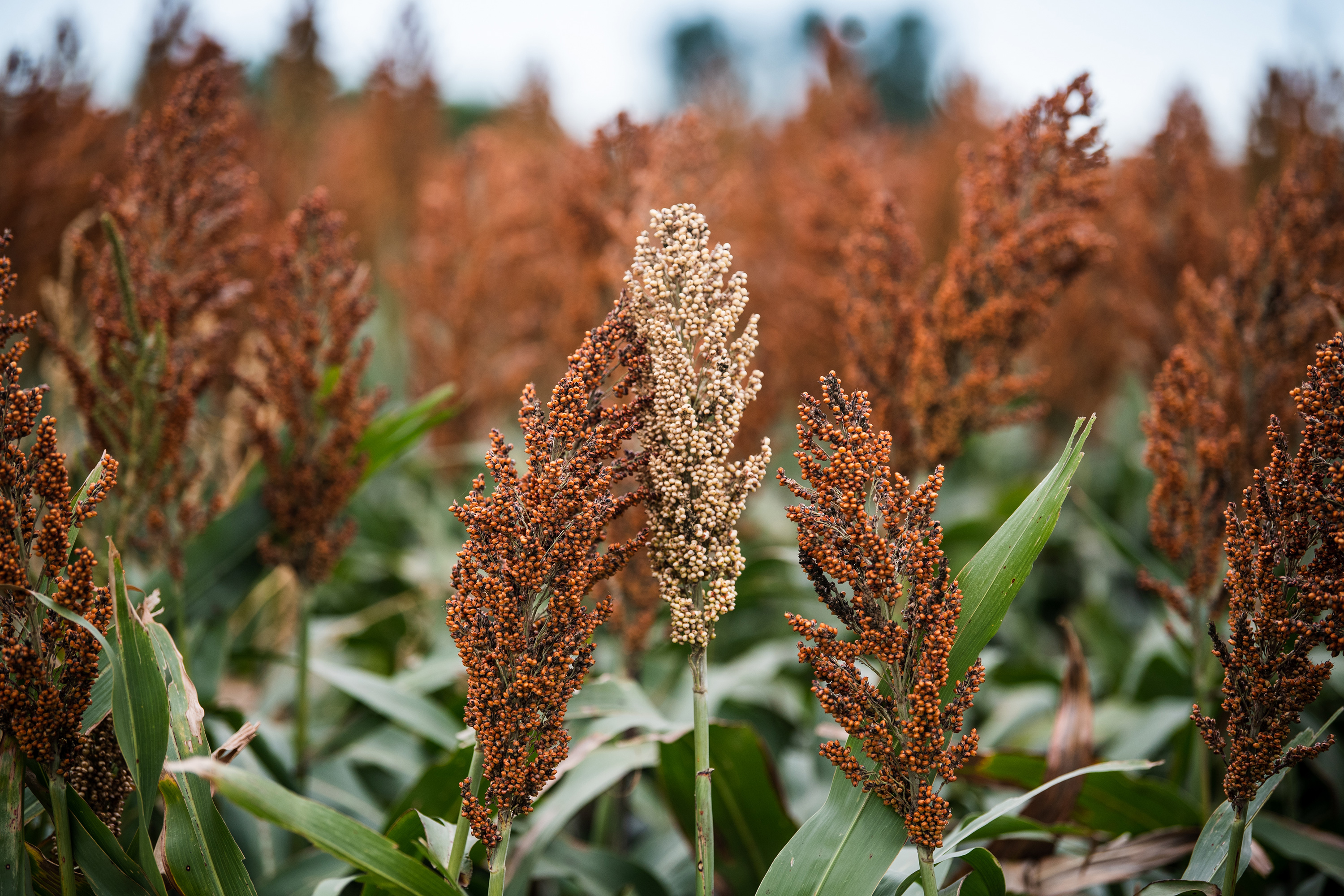 FAQs - American AgCredit