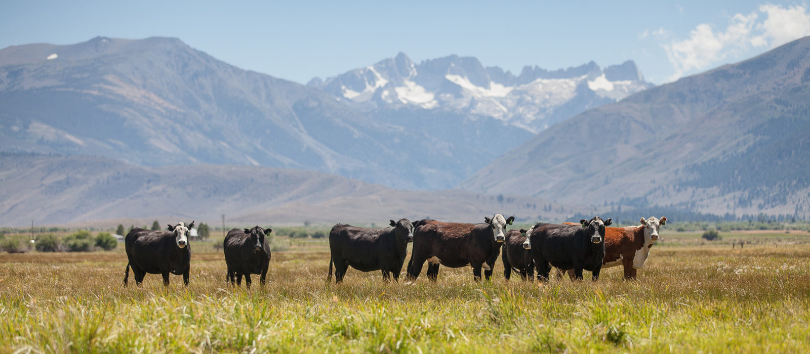 Nevada Cattlemen's Update - American AgCredit
