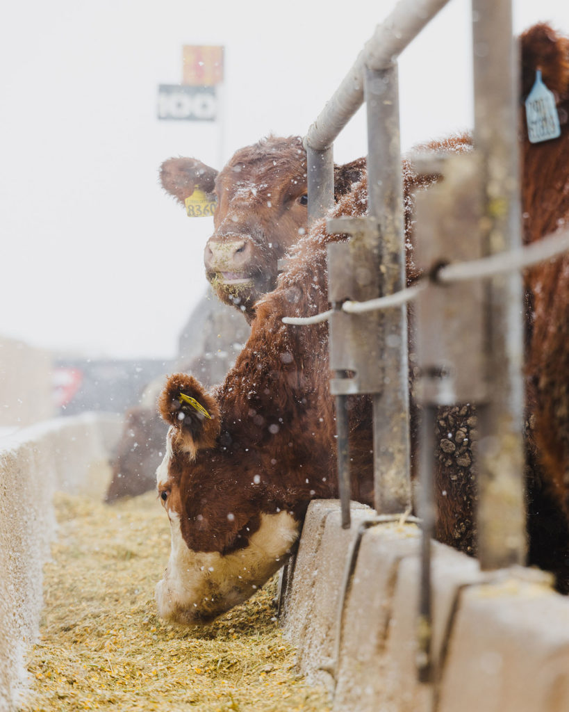 Building a Legacy in Cattle Feeding - American AgCredit