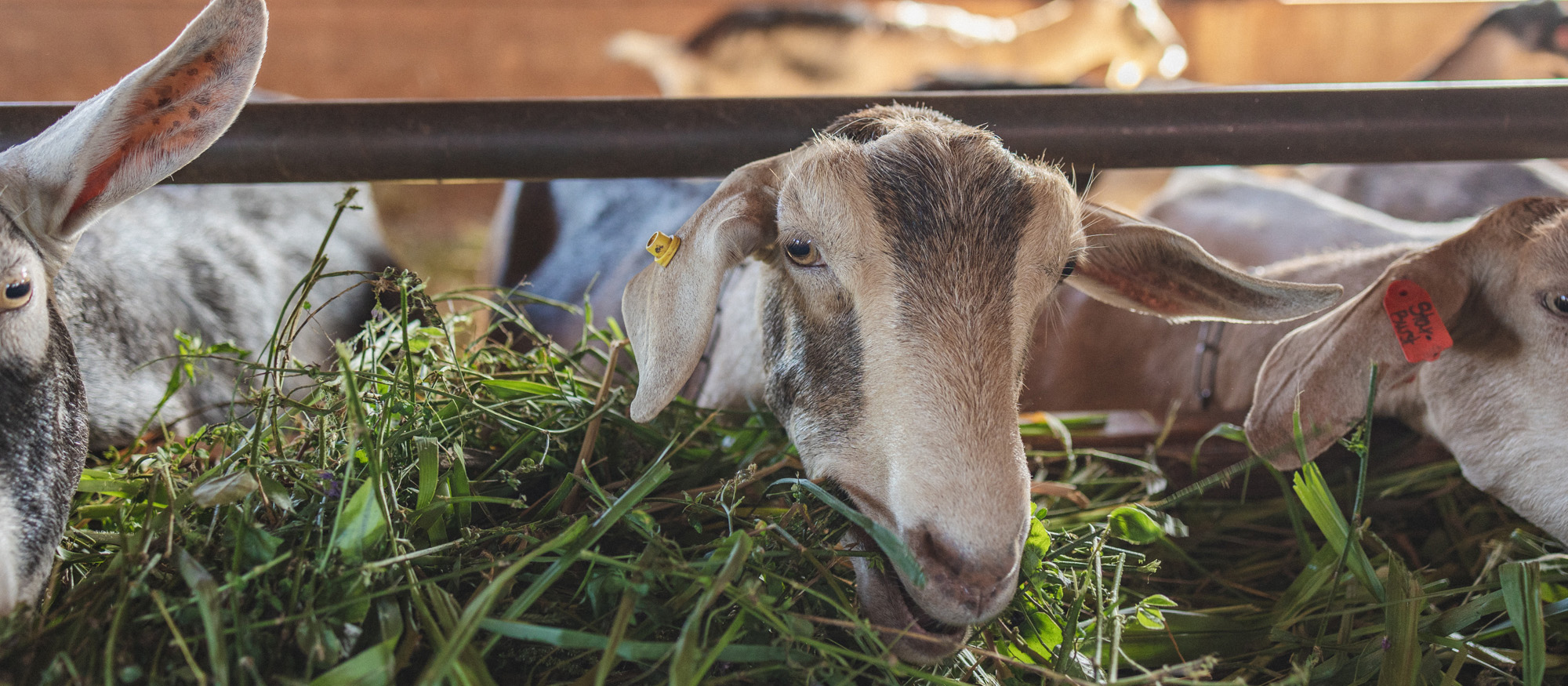 A Family Herd Grows on Oahu - American AgCredit