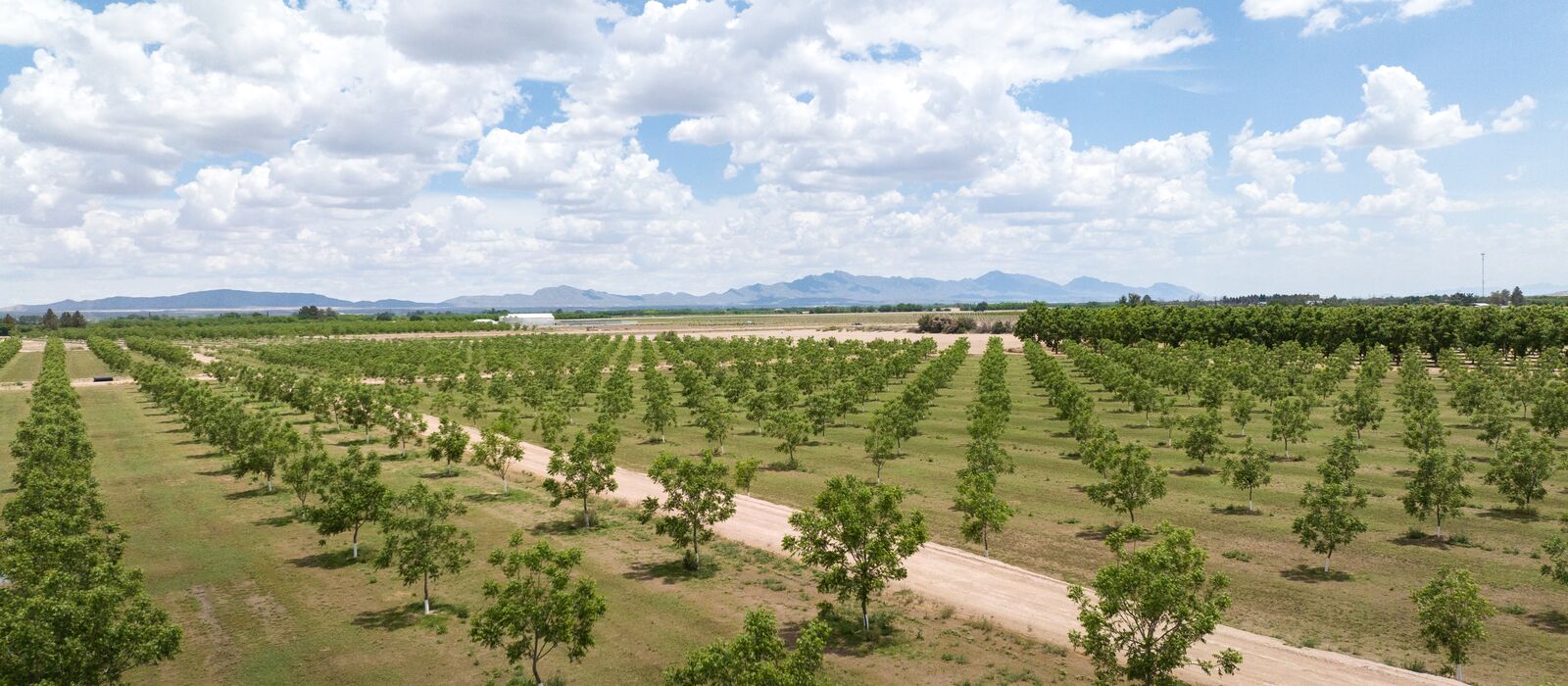 Grants awarded to New Mexico agriculture organizations - American AgCredit