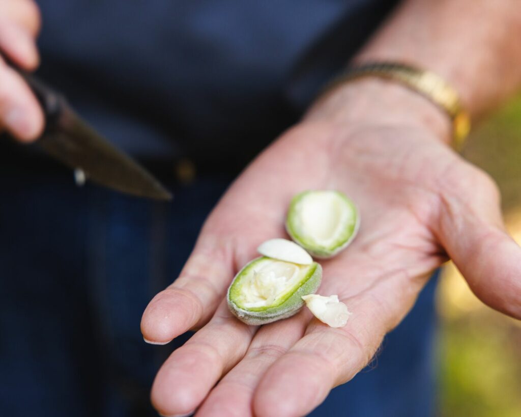 In Pursuit of the Perfect Almond – Travaille and Phippen - American ...