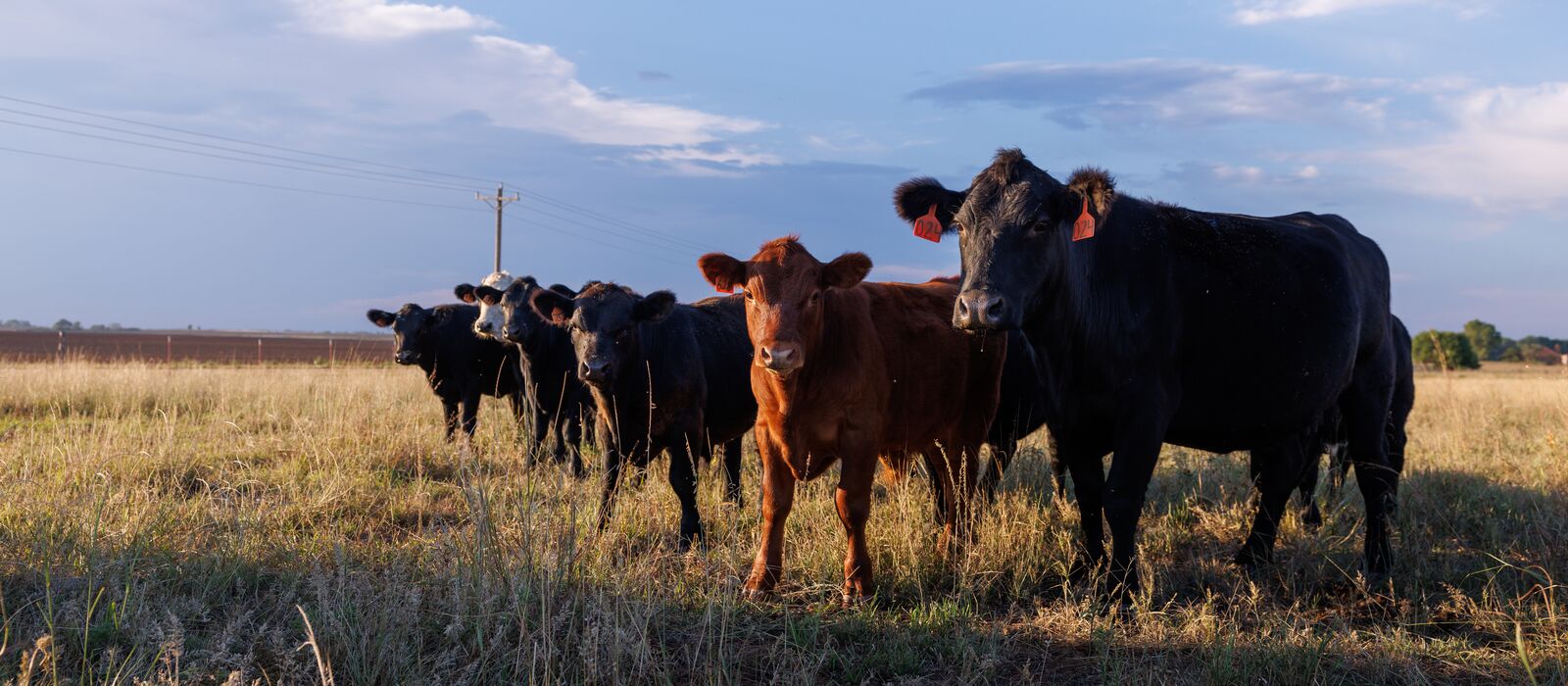 A Middle School Dream Come True – Basinger Land & Cattle - American ...