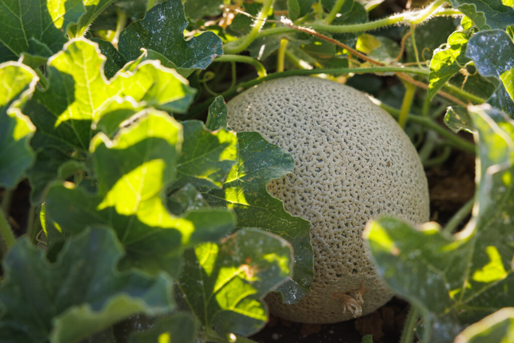 How a melon grower realized his family’s American dream — Del Bosque ...